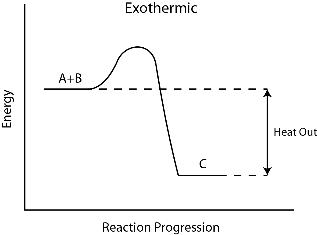 Where does the heat endures in an endothermic and exothermic reaction ...