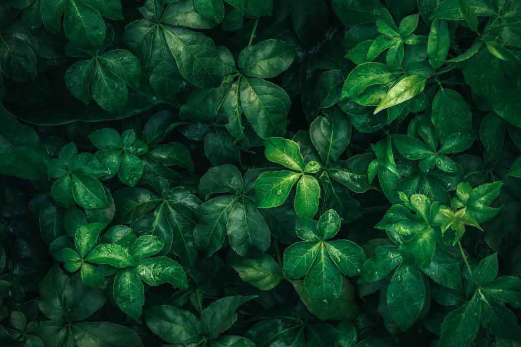 What Is The Structure Of A Typical Leaf BitWise Academy What Is The Structure Of A Typical Leaf BitWise Academy