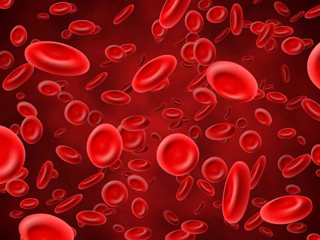 What are the types of Blood cells? - bitWise Academy