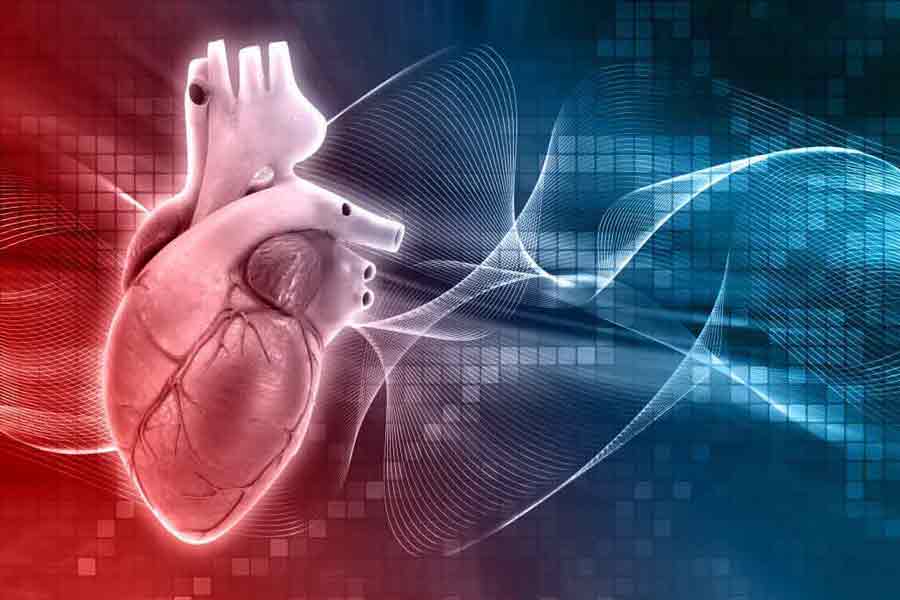What Are The Parts Of The Heart BitWise Academy what-are-the-parts-of-the-heart-bitwise-academy